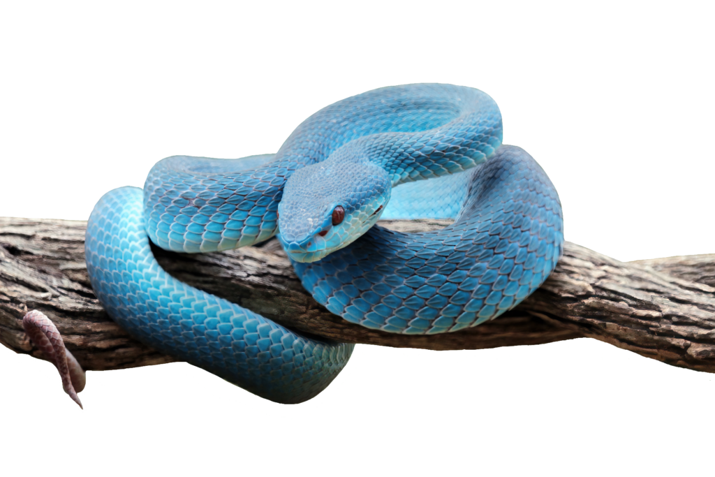 Snake PNG Transparent Images Free Download - Pngfre