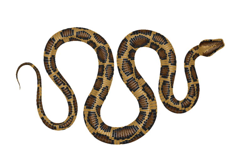 Snake PNG Transparent Images Free Download - Pngfre