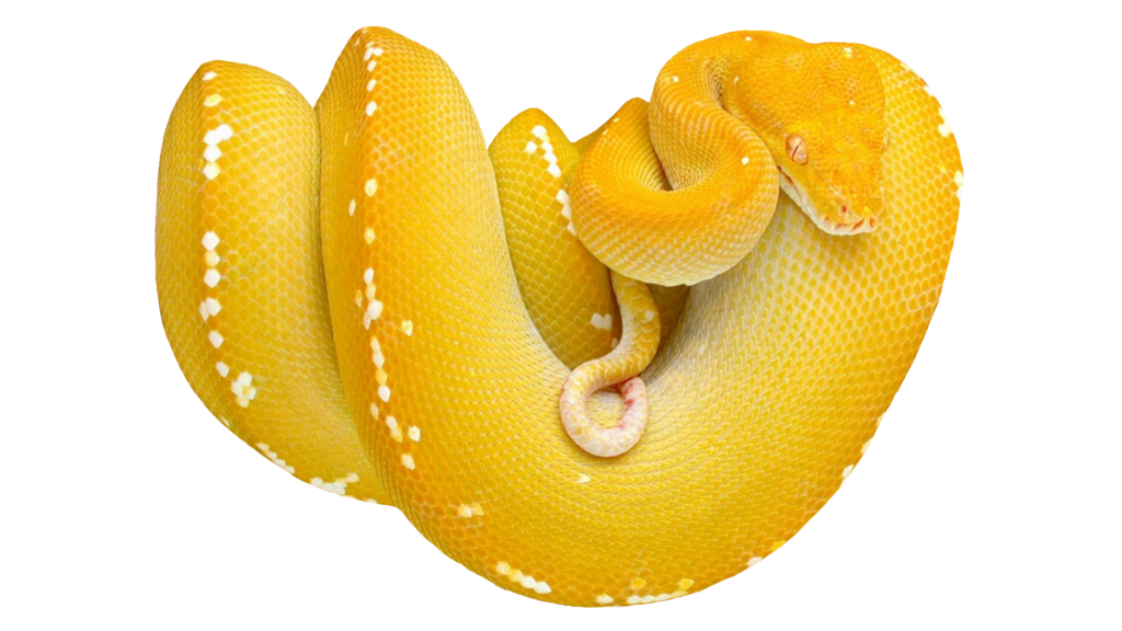 Snake PNG Transparent Images Free Download - Pngfre
