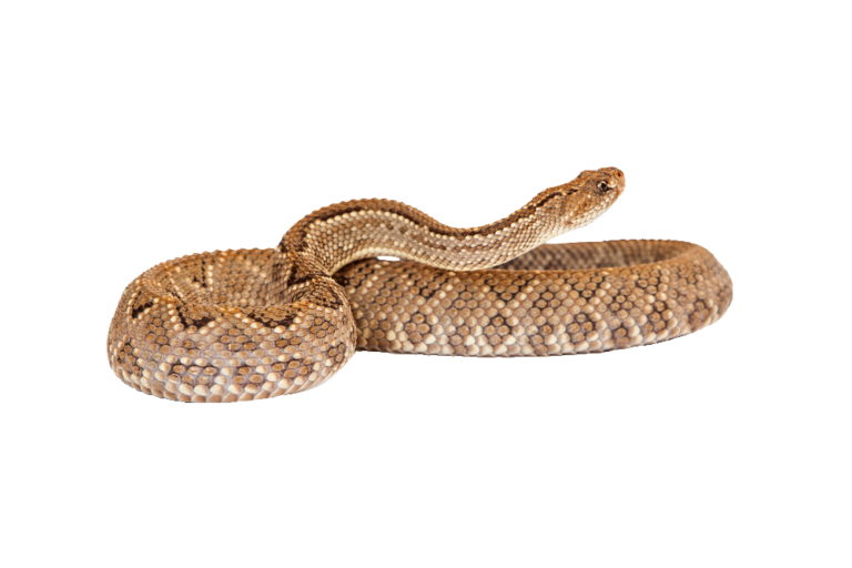 Snake PNG Transparent Images Free Download - Pngfre
