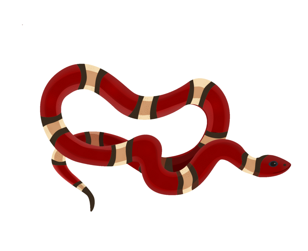 Snake PNG Transparent Images Free Download - Pngfre