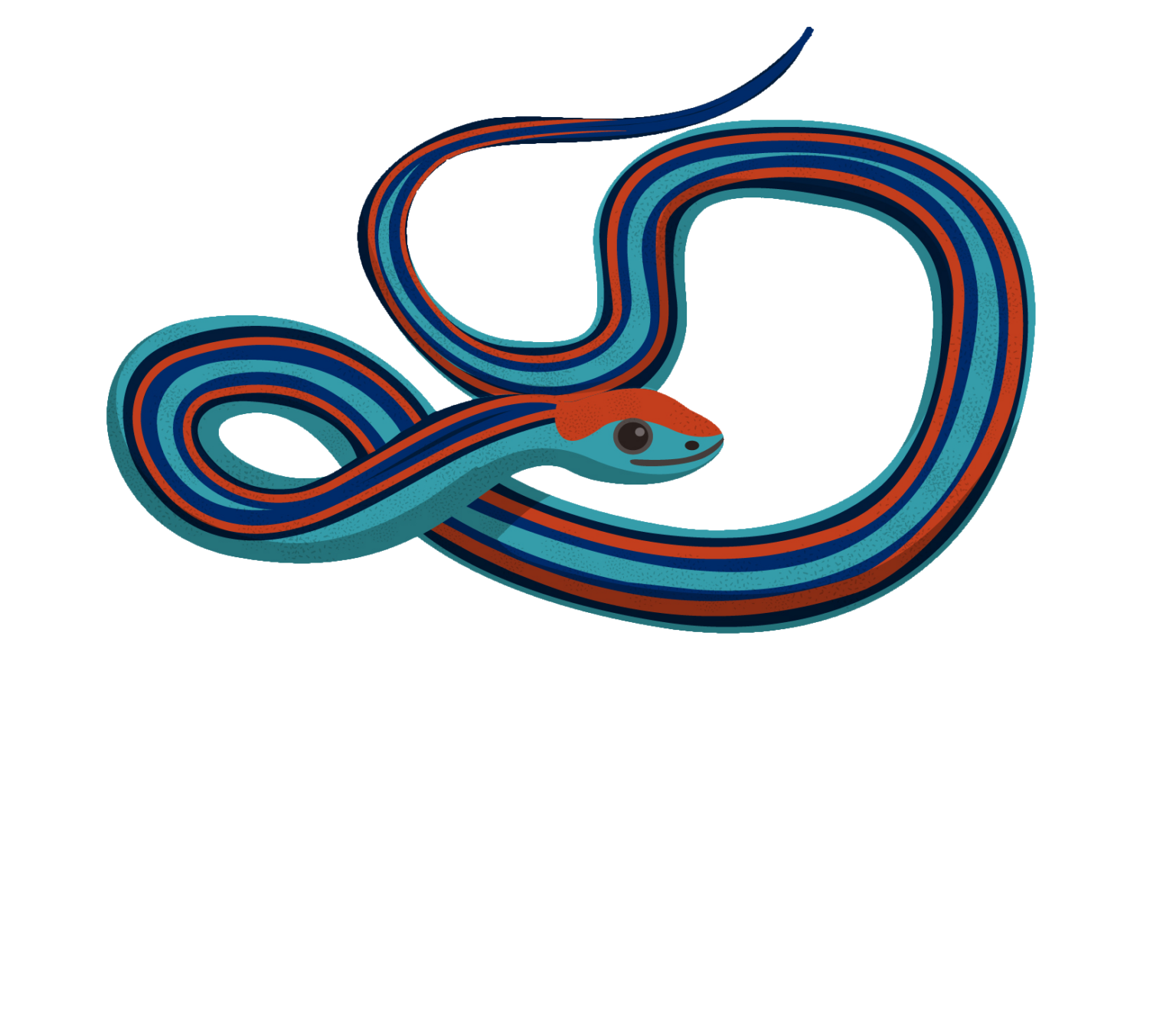 Snake PNG Transparent Images Free Download - Pngfre