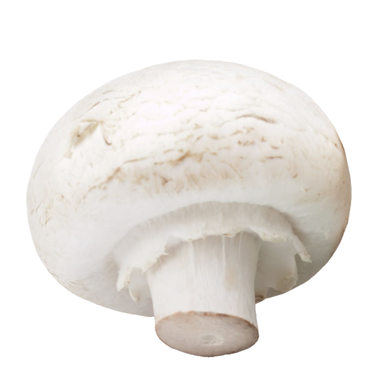 Mushroom PNG Transparent Images Free Download - Pngfre