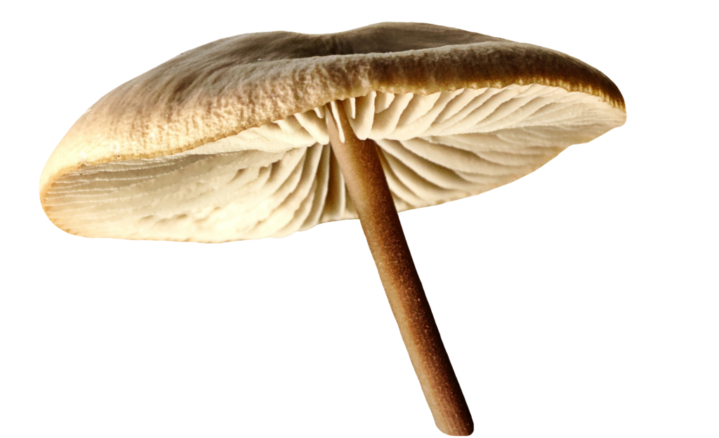 Mushroom PNG Transparent Images Free Download - Pngfre
