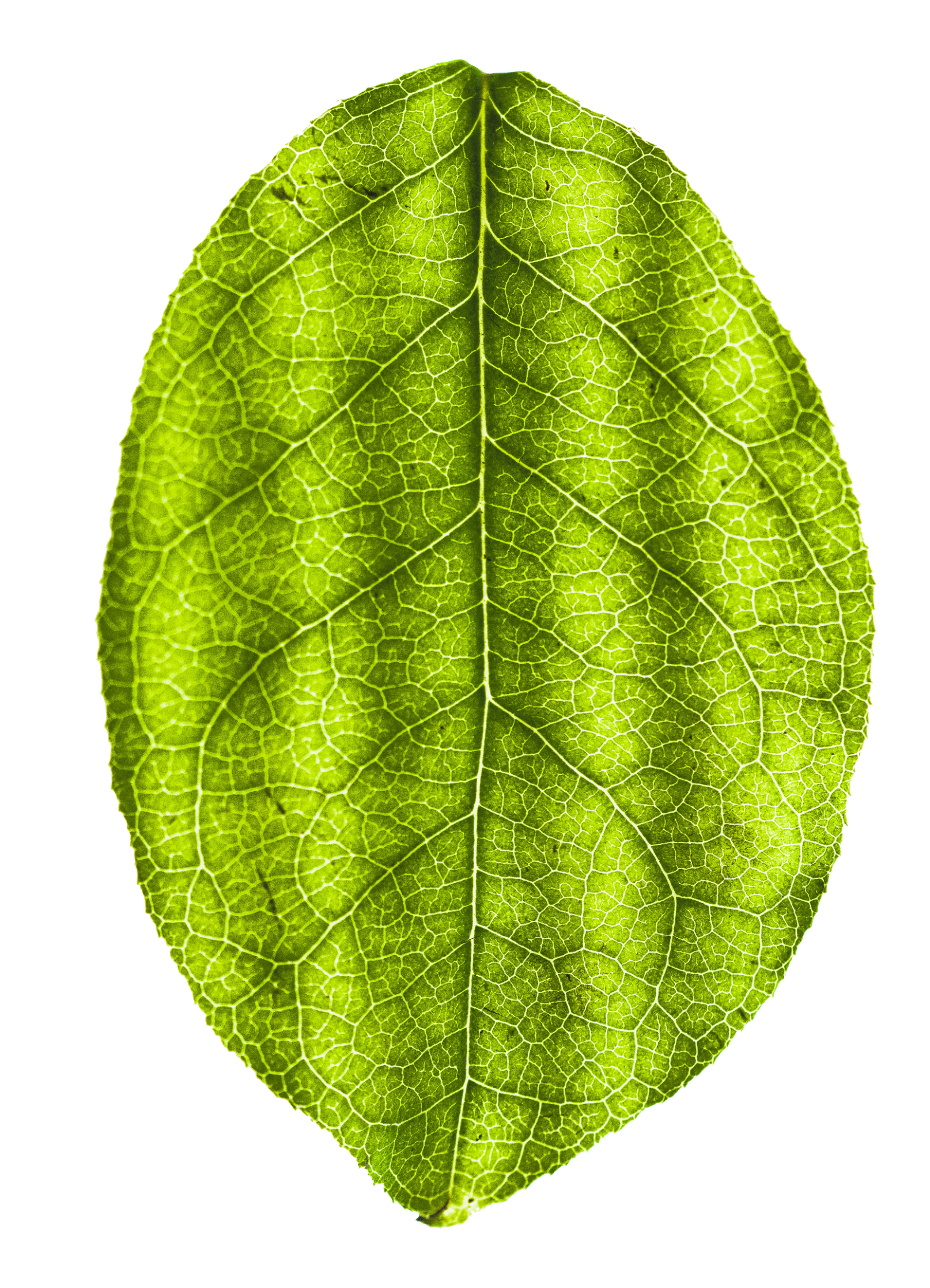 Leaf PNG images free download
