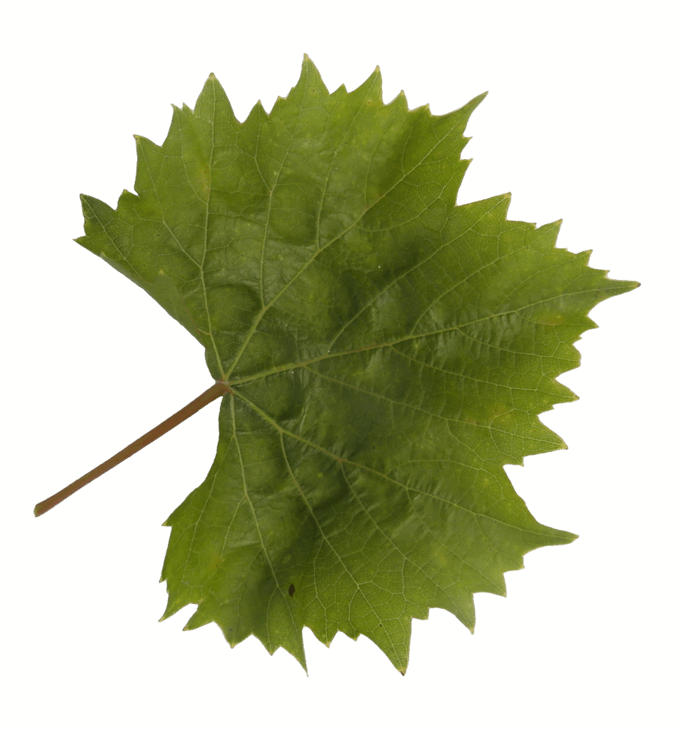 Leaf PNG images free download