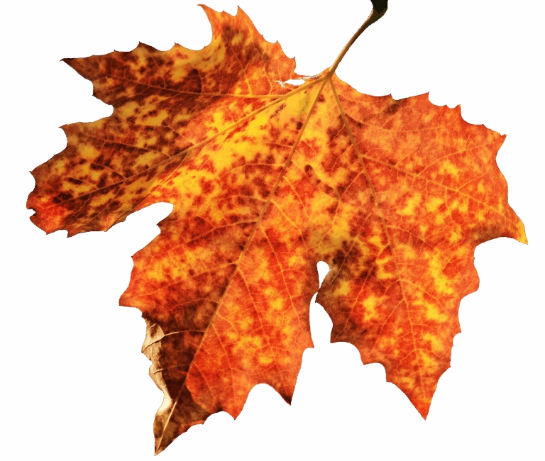 Leaf PNG images free download