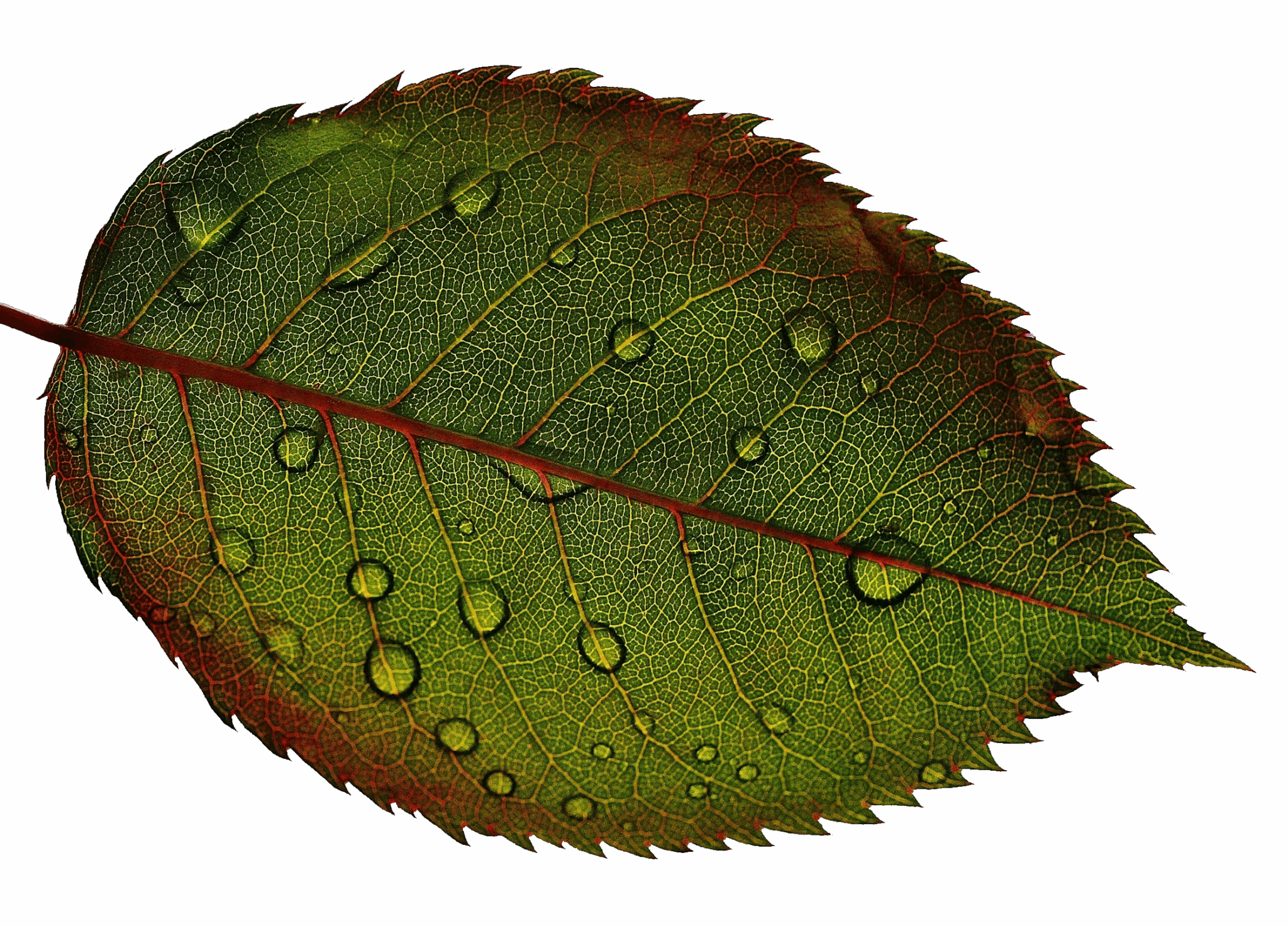 Leaf PNG images free download