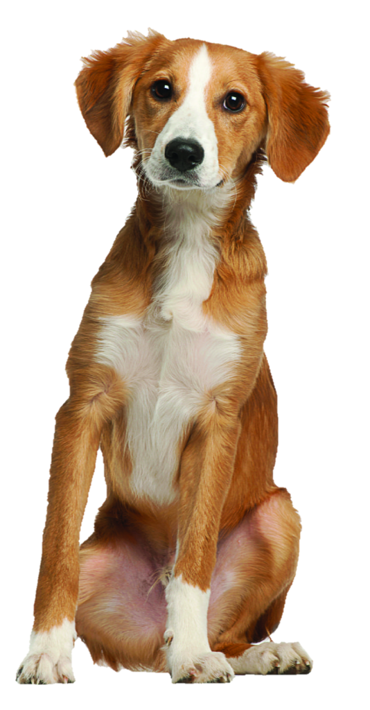 Dog Png Images