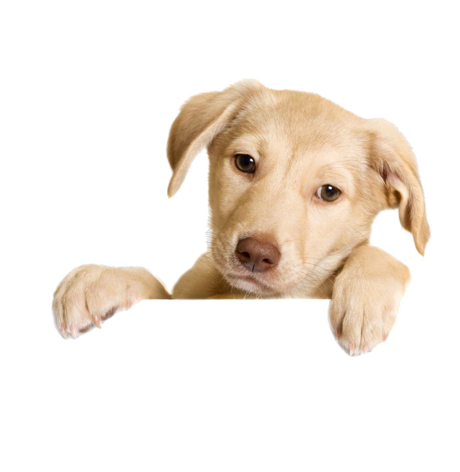 Dog PNG Transparent Images Free Download - Pngfre