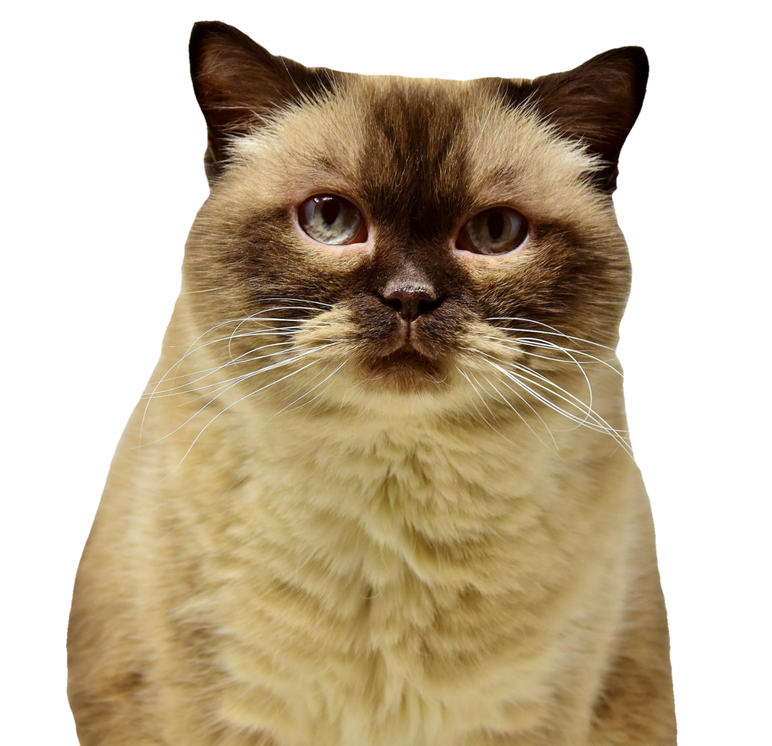 Cat PNG Images free Download - Pngfre