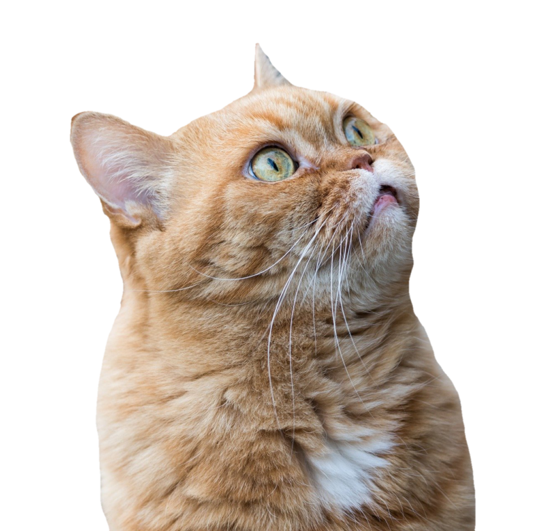 50+ Free Cat Png Images With Transparent Background - Pngfre