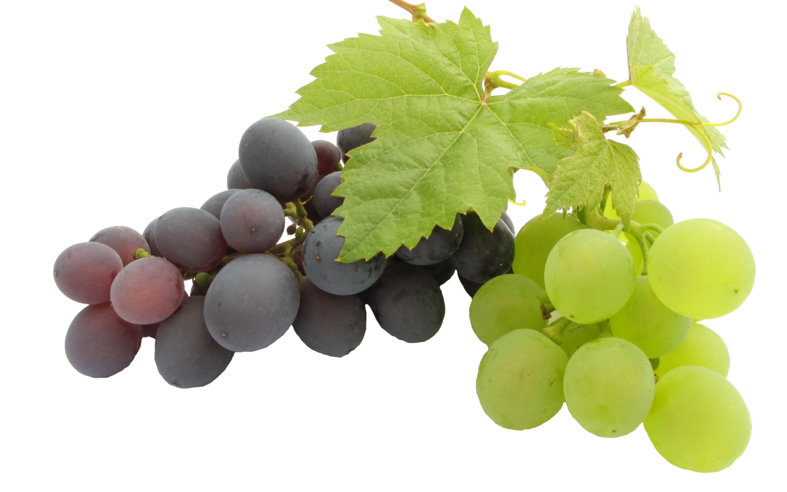 Grape PNG Transparent Images Free Download - Pngfre