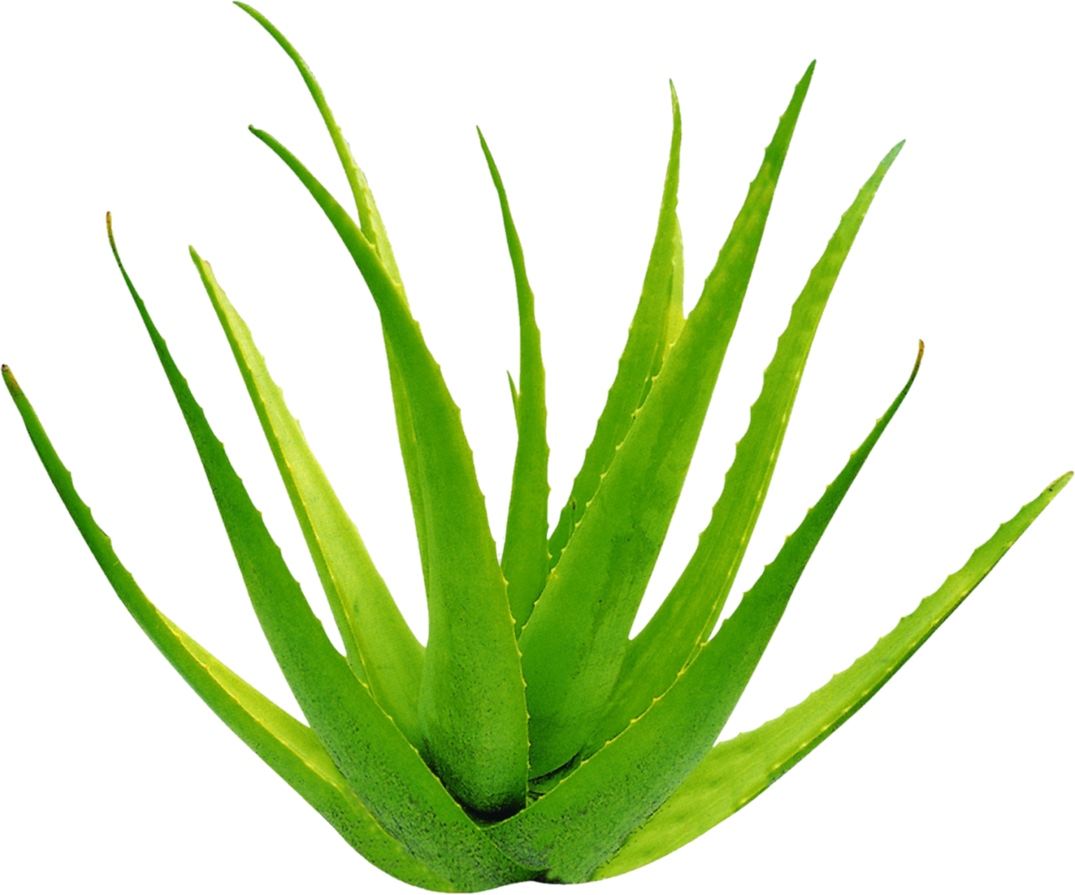Aloe Vera PNG Transparent Images Free Download - Pngfre