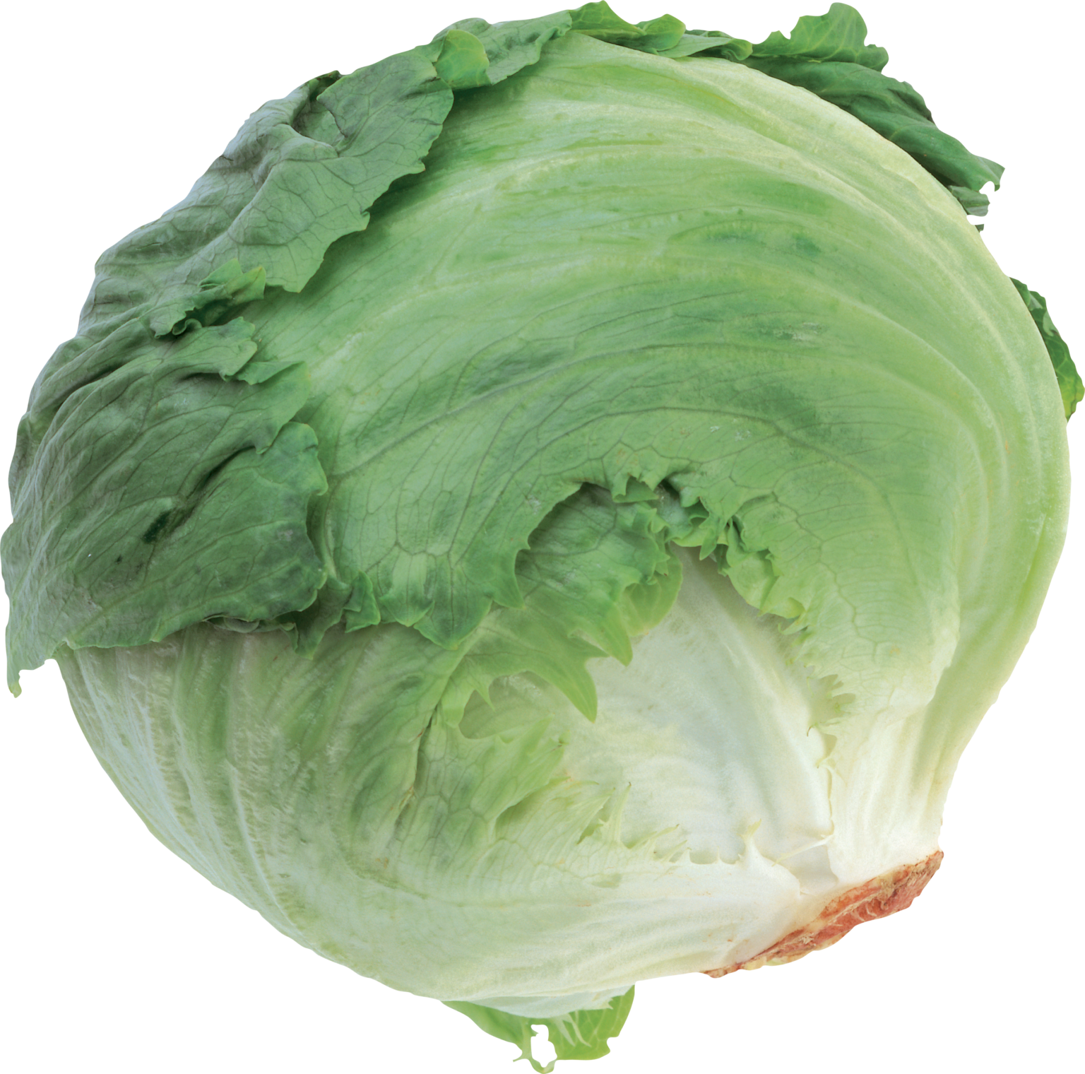 Cabbage PNG Transparent Images Free Download - Pngfre