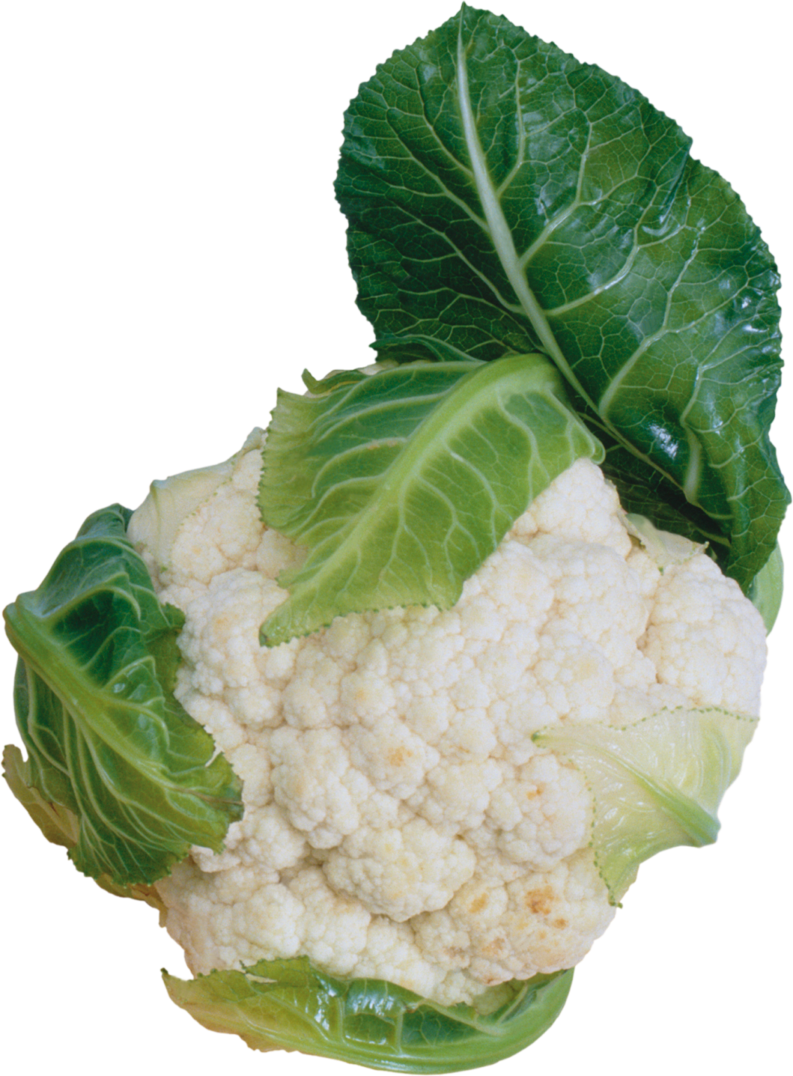 Cauliflower PNG Transparent Images free Download - Pngfre