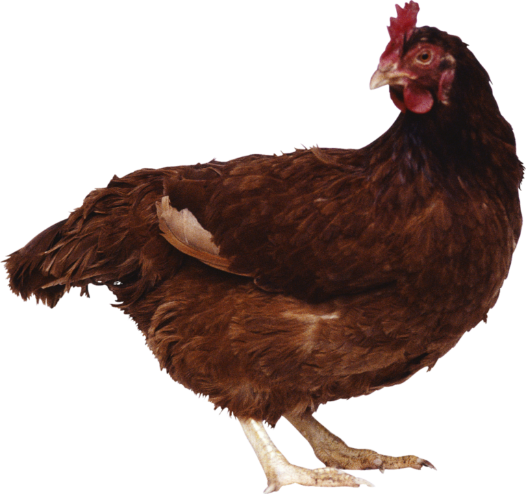 Chicken PNG Transparent Images Free Download - Pngfre