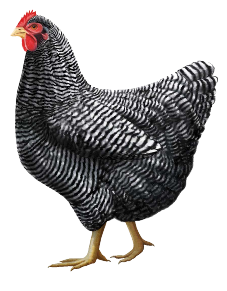 Chicken PNG Transparent Images Free Download - Pngfre