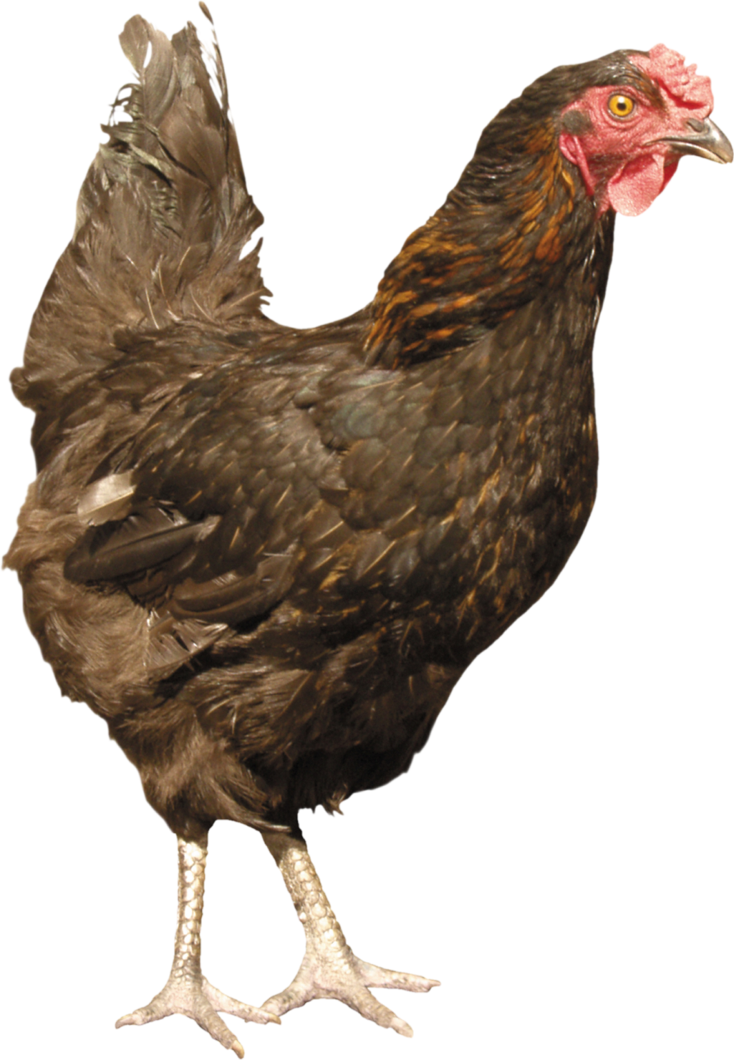 Chicken PNG Transparent Images Free Download - Pngfre