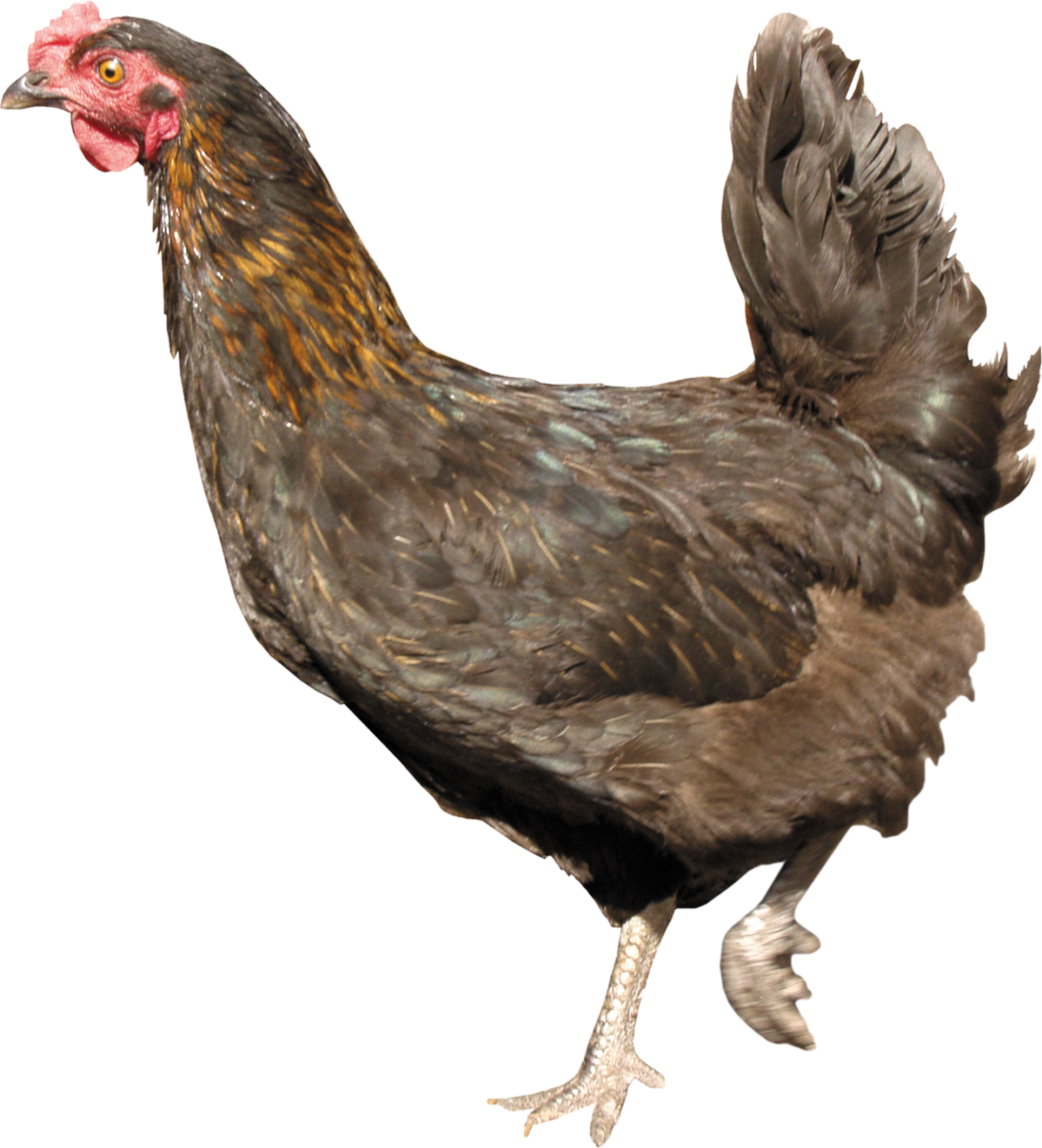 Chicken PNG Transparent Images Free Download - Pngfre