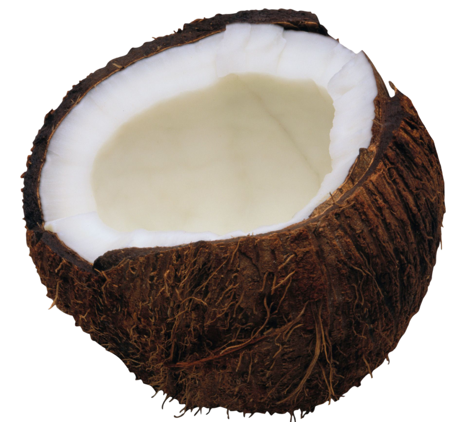 Coconut PNG Transparent Images Free Download - Pngfre