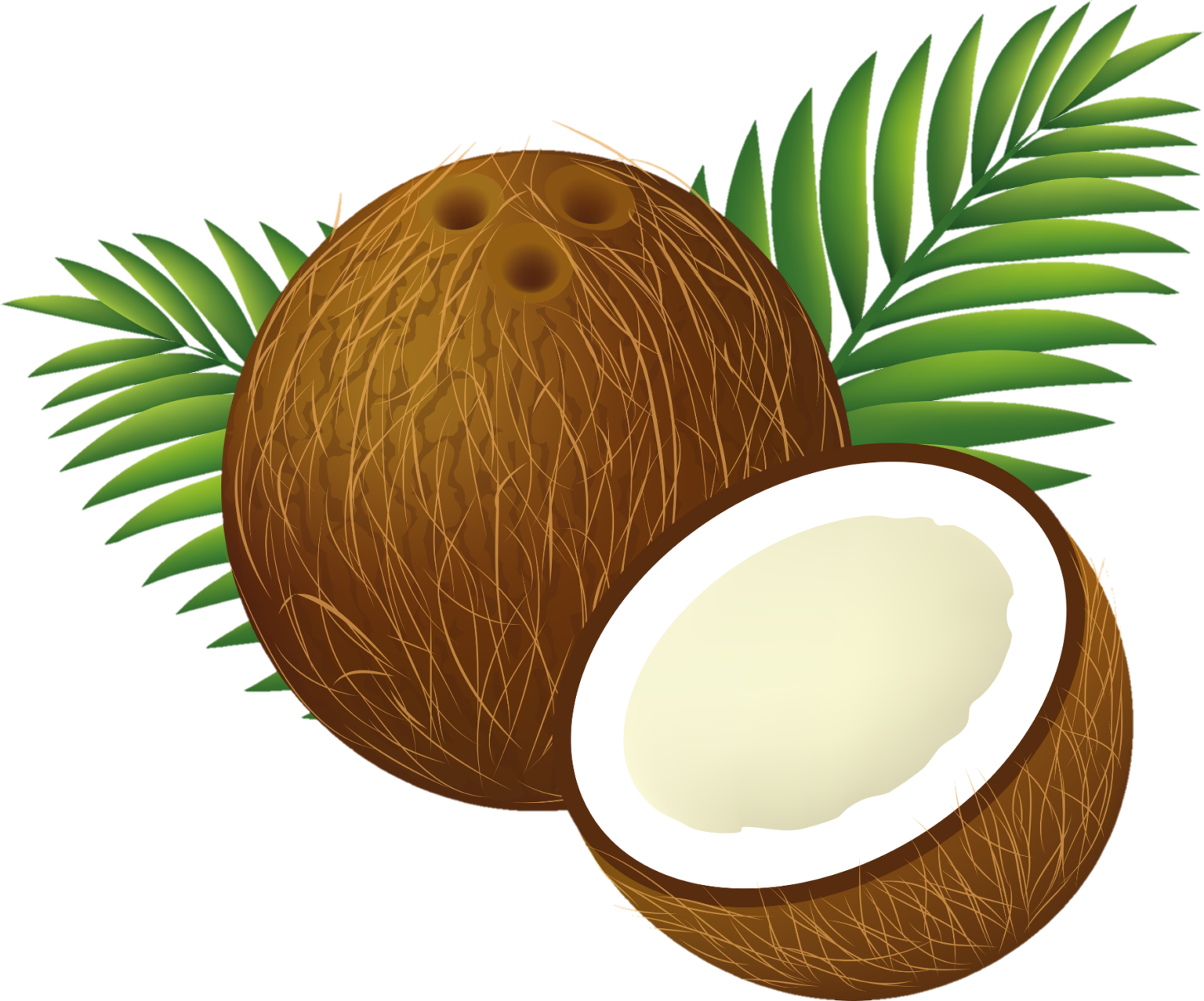 Coconut PNG Transparent Images Free Download - Pngfre