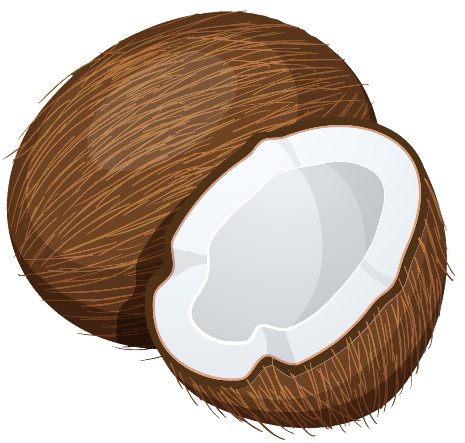 Coconut PNG Transparent Images Free Download - Pngfre