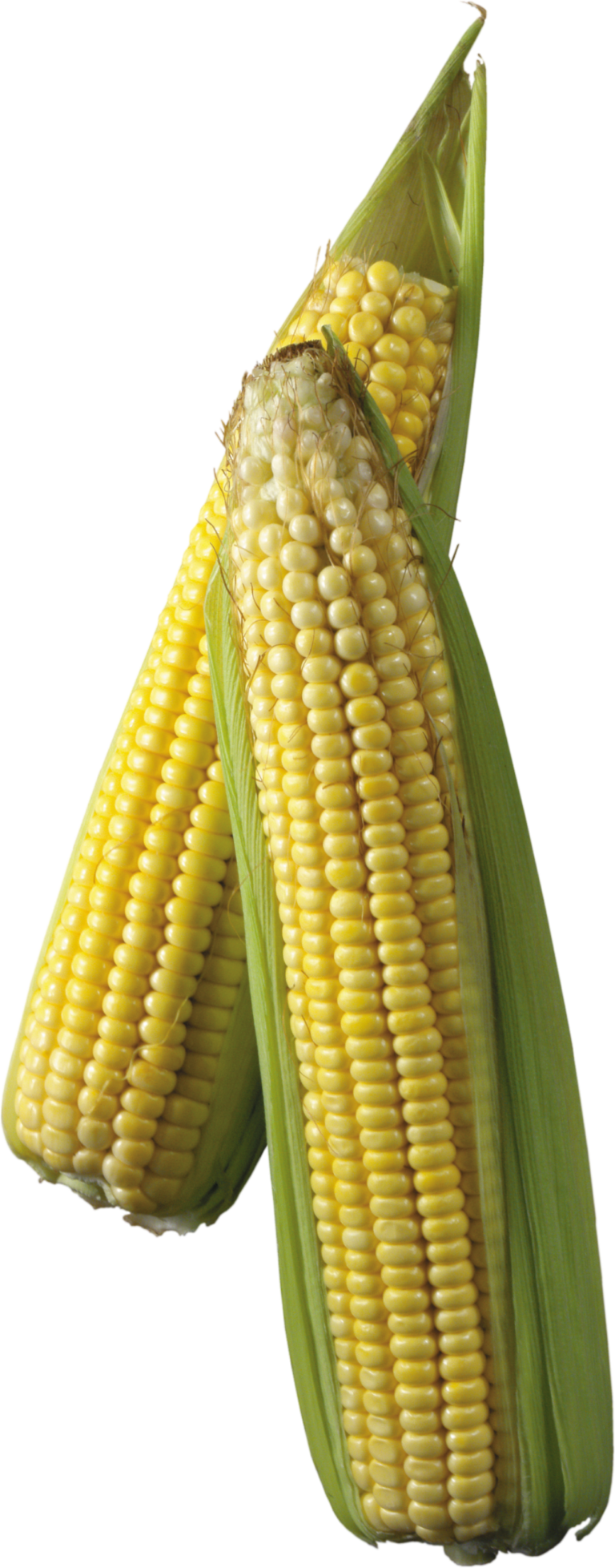 Corn PNG Transparent Images Free Download - Pngfre
