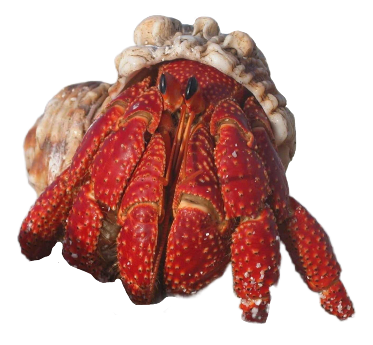 Crab PNG Images Free Download | Pngfre