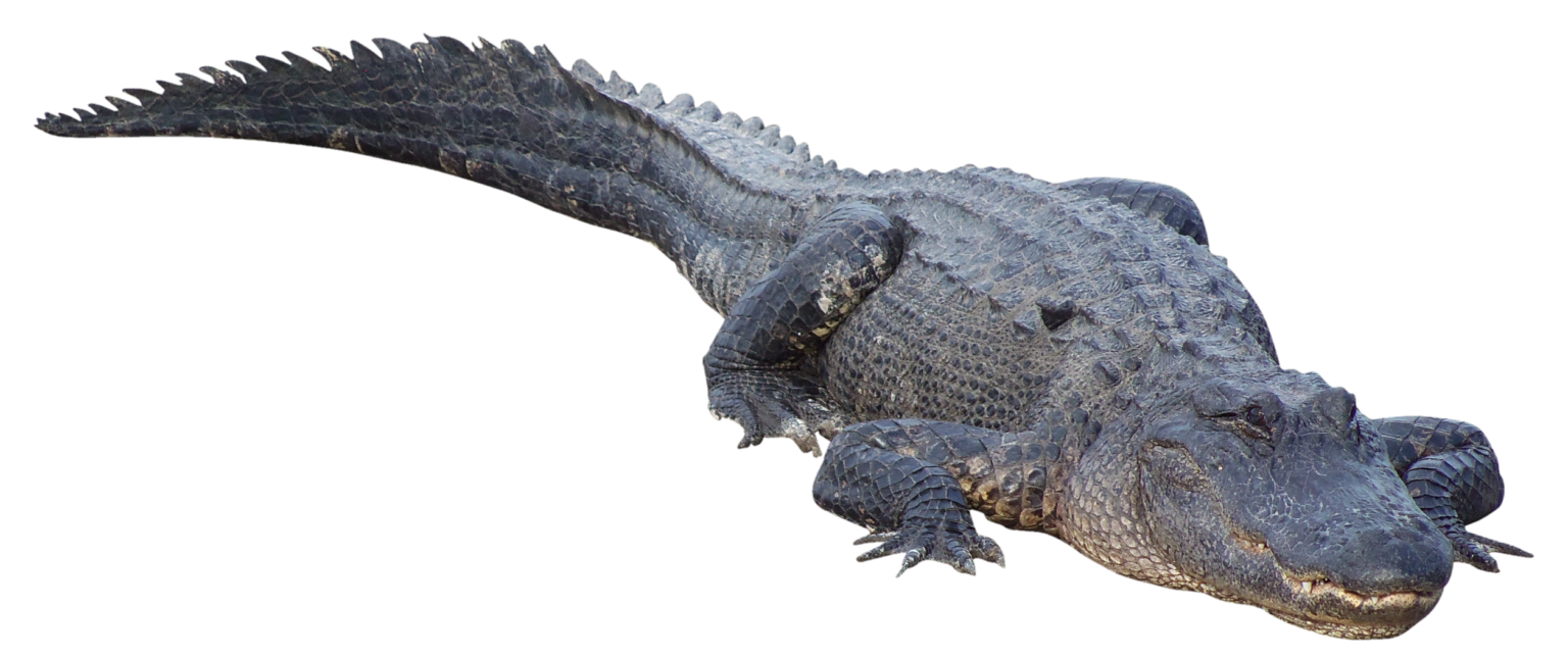 Crocodile PNG Transparent Images Free Download - Pngfre
