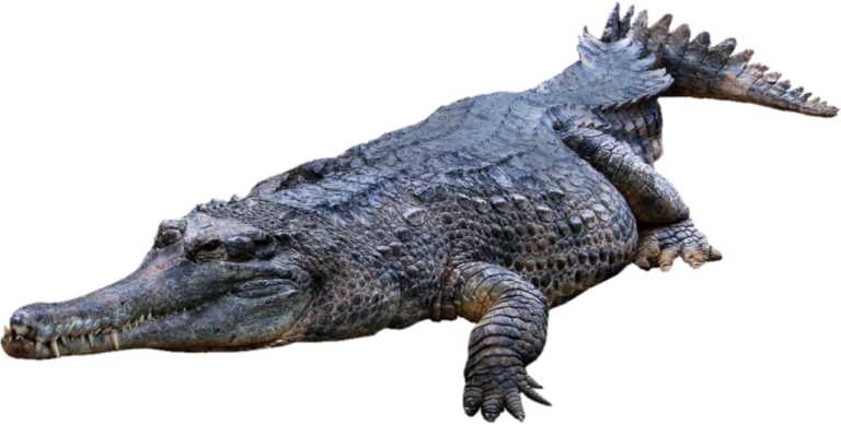 Crocodile PNG Transparent Images Free Download - Pngfre