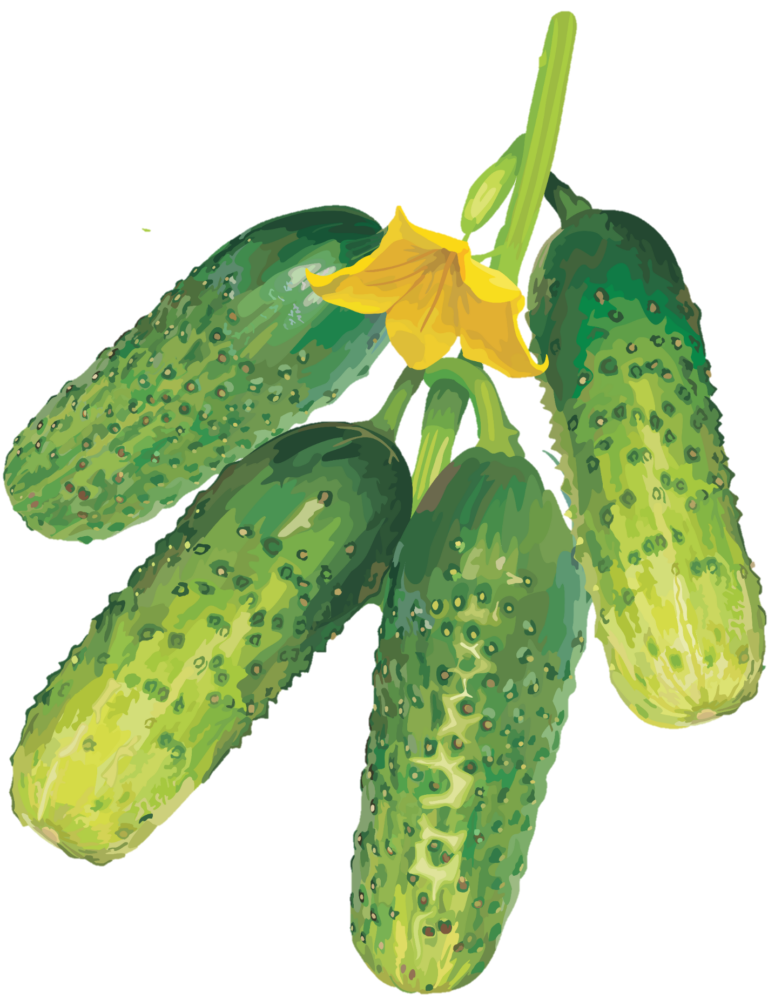 Cucumber PNG Transparent Images Free Download - Pngfre