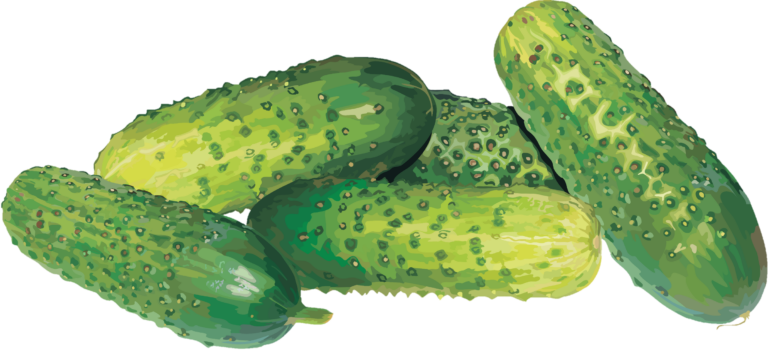 Cucumber PNG Transparent Images Free Download - Pngfre