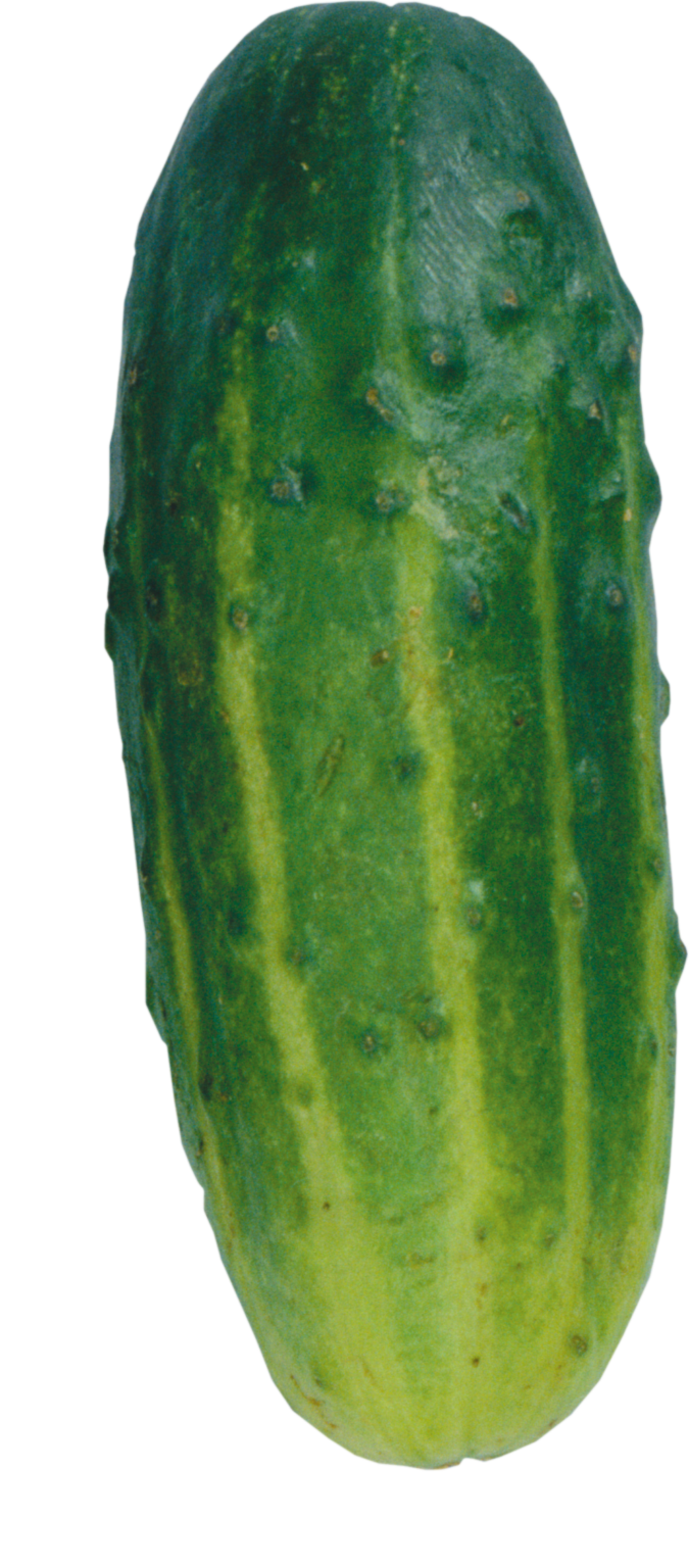 Cucumber PNG Transparent Images Free Download - Pngfre