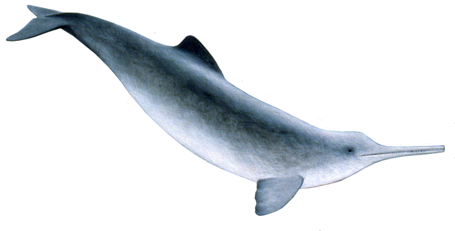 Dolphin PNG Transparent Images Free Download - Pngfre