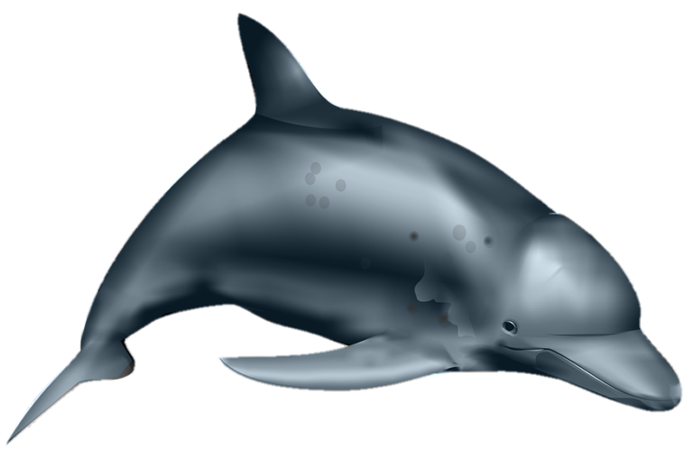 Dolphin PNG Transparent Images Free Download - Pngfre