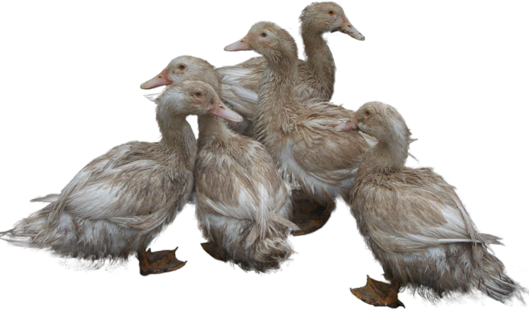 Duck PNG Transparent Images Free Download - Pngfre