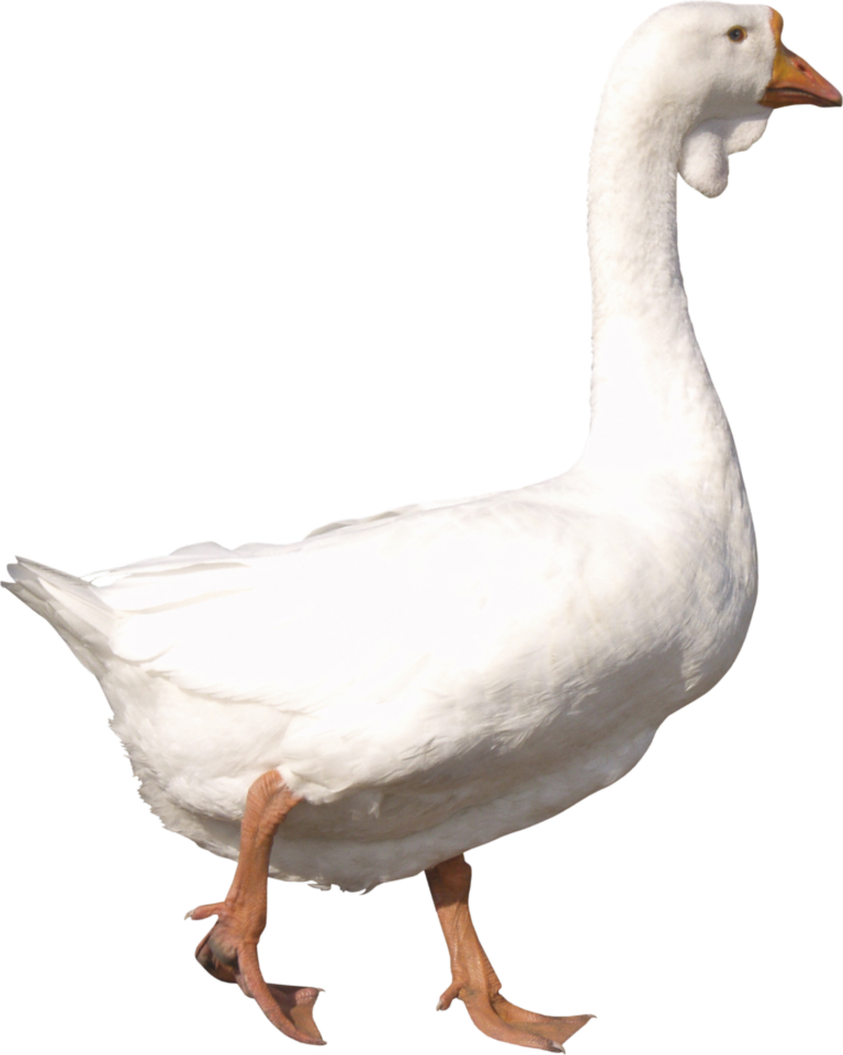 Duck PNG Transparent Images Free Download - Pngfre