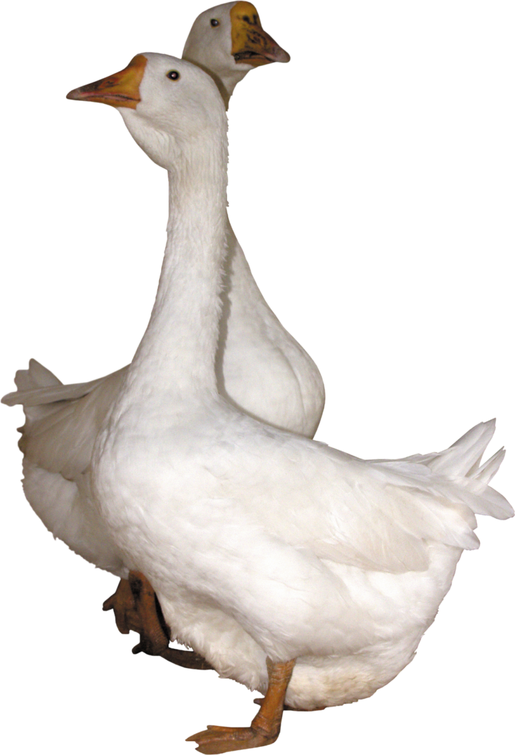 Duck PNG Transparent Images Free Download - Pngfre