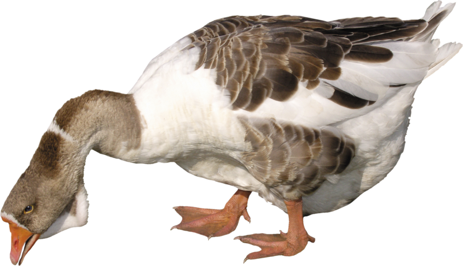 Duck PNG Transparent Images Free Download - Pngfre