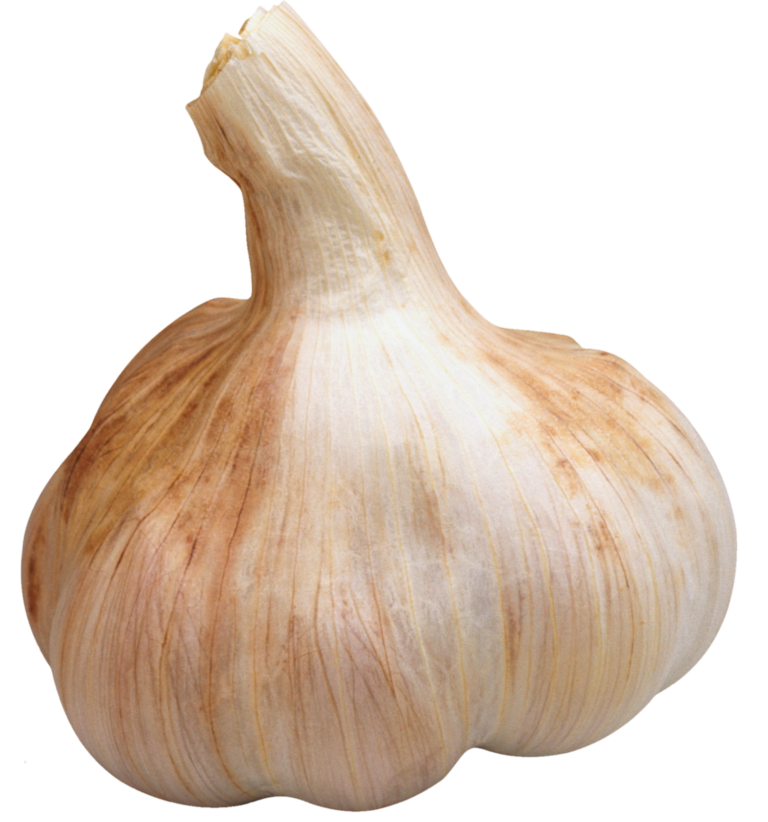 Garlic PNG Transparent Images Free Download - Pngfre