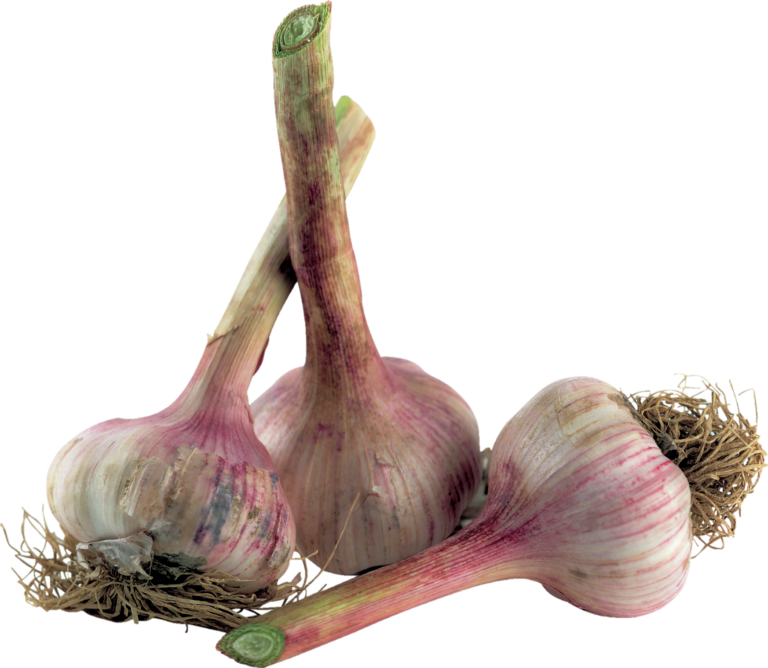 Garlic PNG Transparent Images Free Download - Pngfre