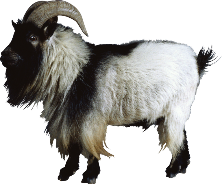 Goat PNG Transparent Images Free Download - Pngfre
