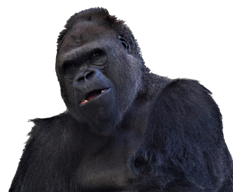 Gorilla PNG Images - Pngfre