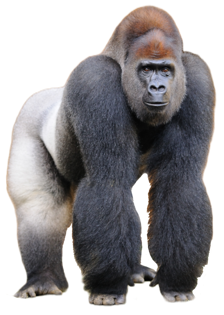 Gorilla PNG Images - Pngfre
