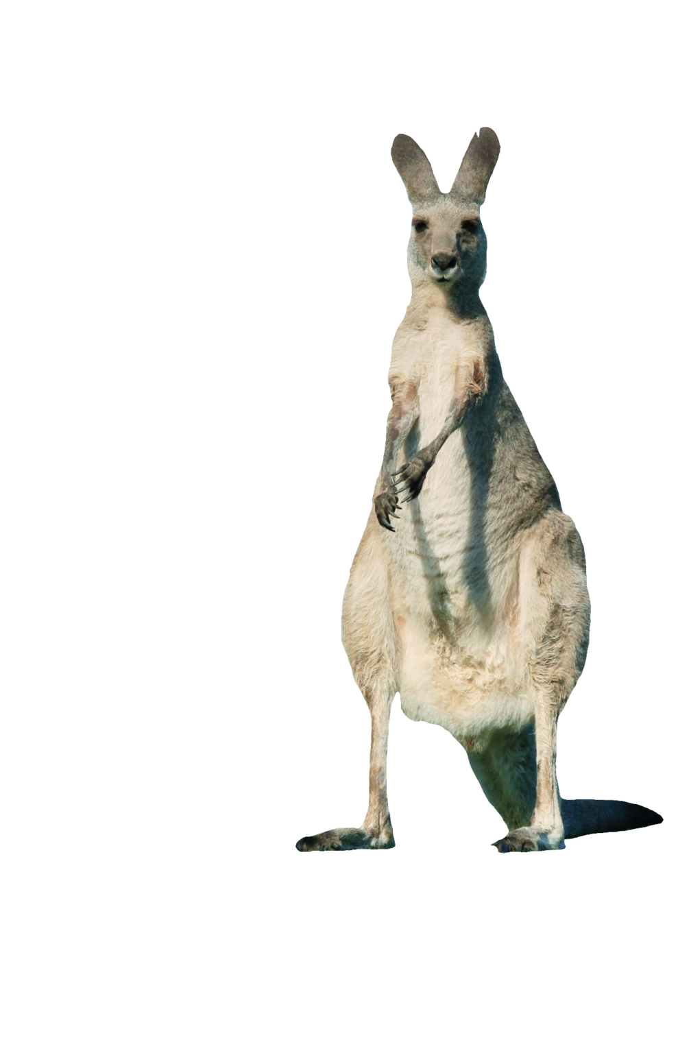 Kangaroo PNG Transparent Images Free Download - Pngfre