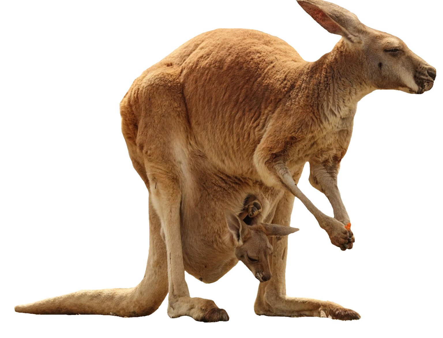 Kangaroo PNG Transparent Images Free Download - Pngfre