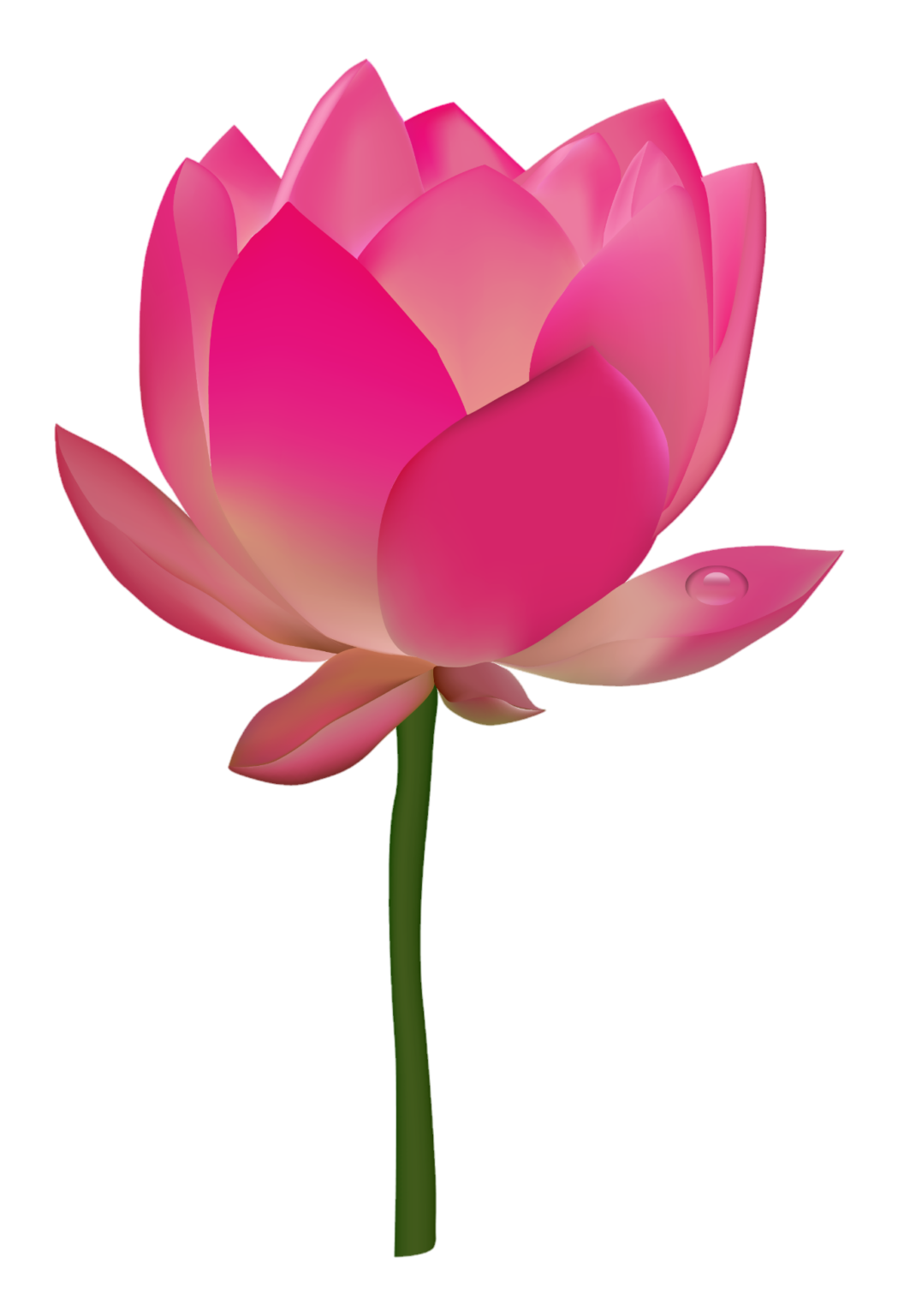 Lotus PNG Transparent Images Free Download - Pngfre