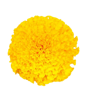 Meri gold-18 - Pngfre