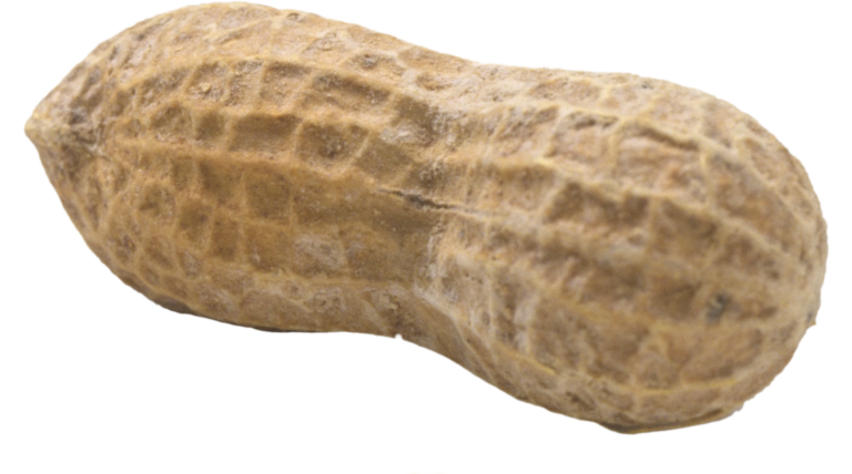 Peanut PNG Transparent Images free Download - Pngfre